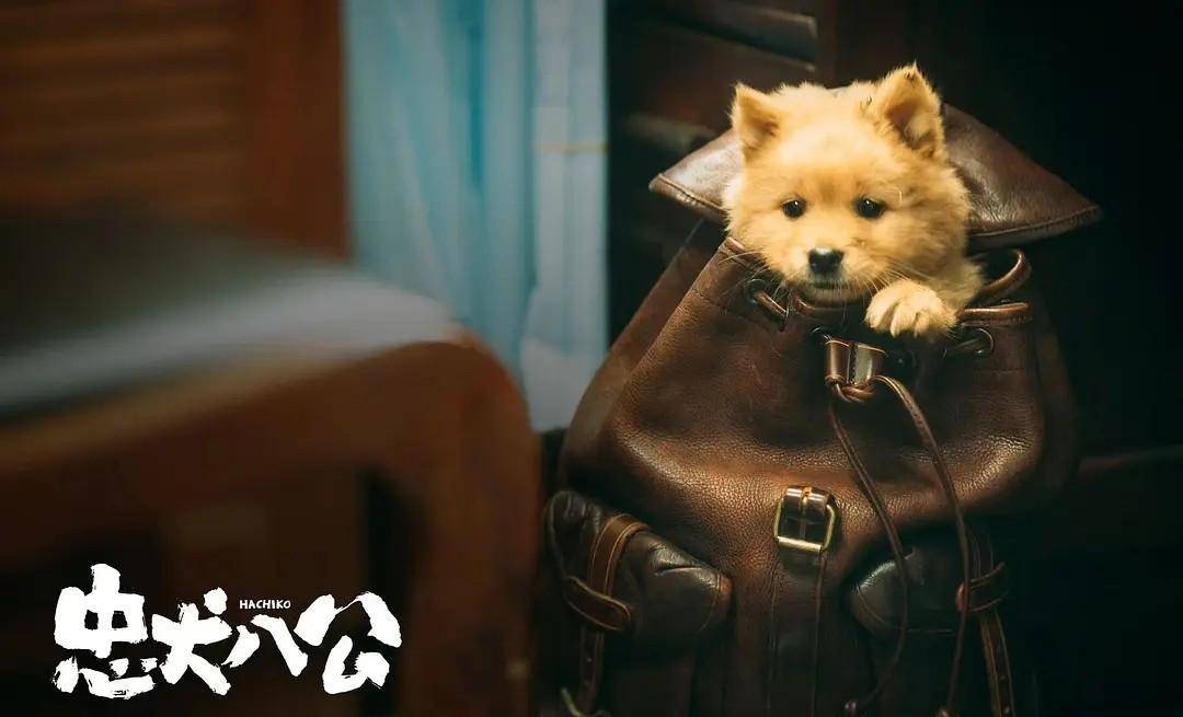 Feng Xiaogang starred in "The Hachiko of the Dog" Douban scored 8.2 ...