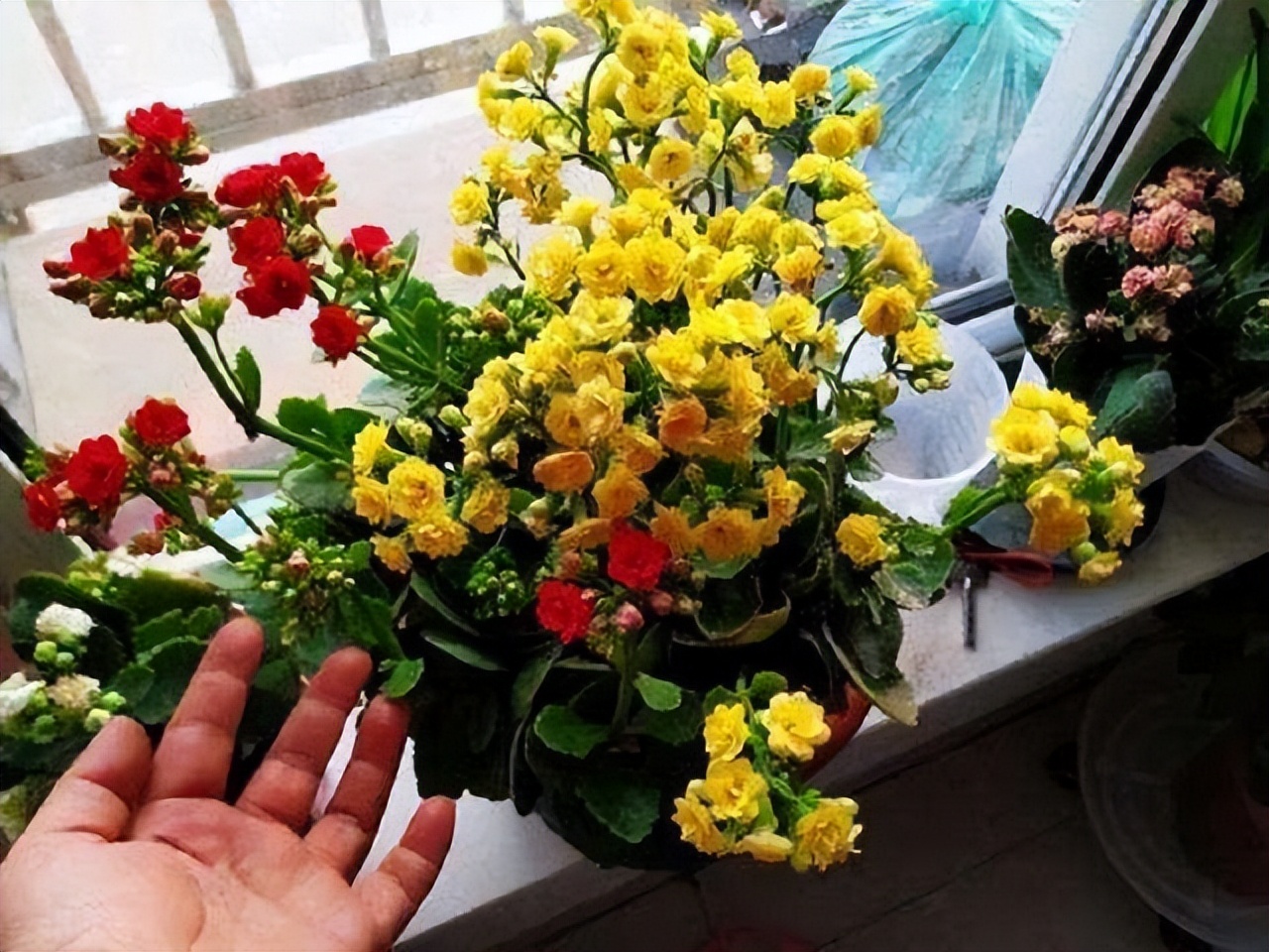 The longevity flower does not see the bud, and it also grows a "small ...