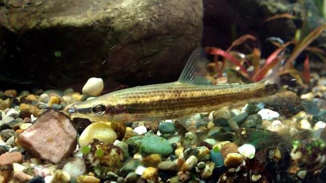The sixth phase of native fish: long wheat ear fish - iNEWS