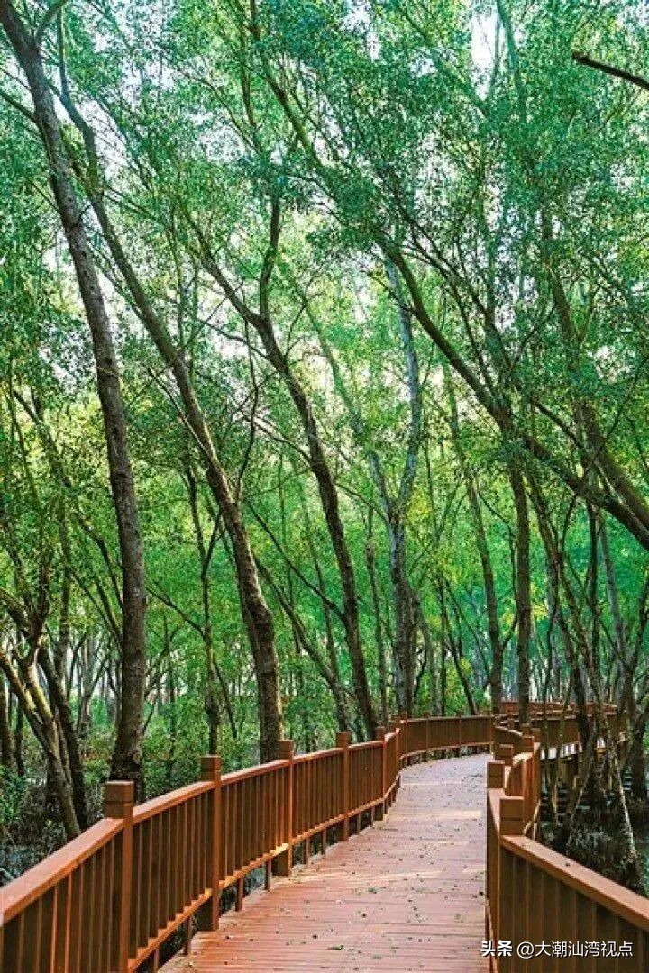 By the way, Chenghai Wetland Park is also too beautiful - iMedia