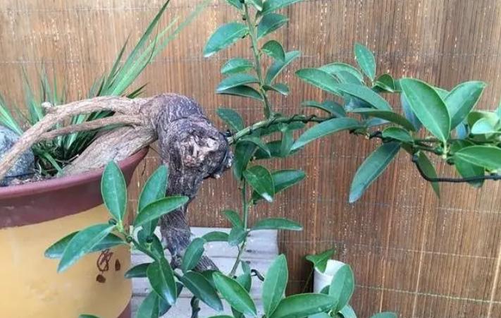 Beautiful golden bean bonsai, all these 4 points have been done well ...