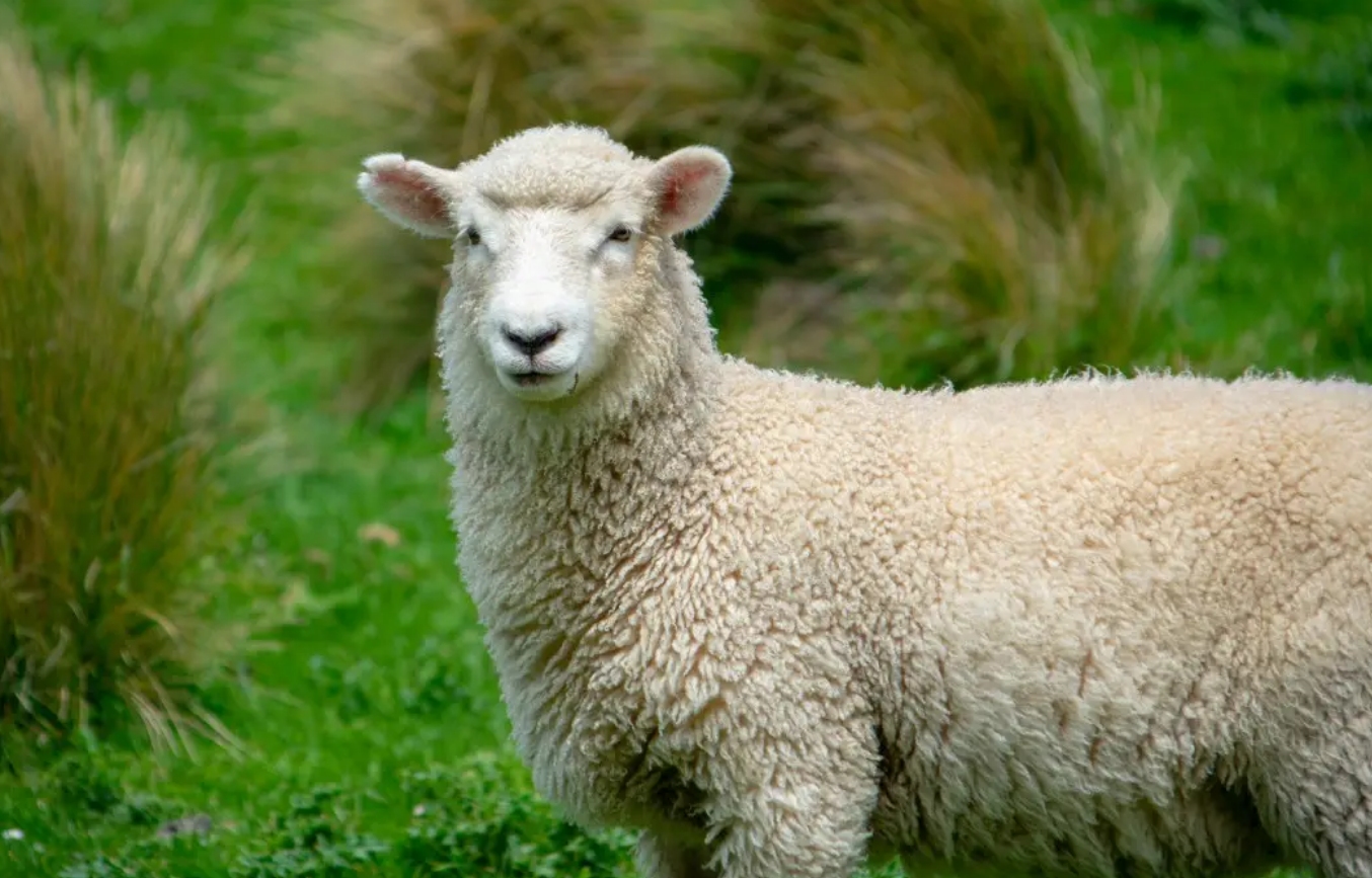 Scientists discover the secret to longevity of male sheep, which may ...