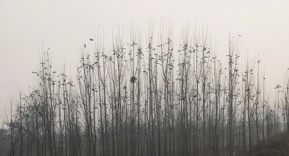 Crows in Kyiv, Ukraine gather like black clouds to cover the sun, and ...