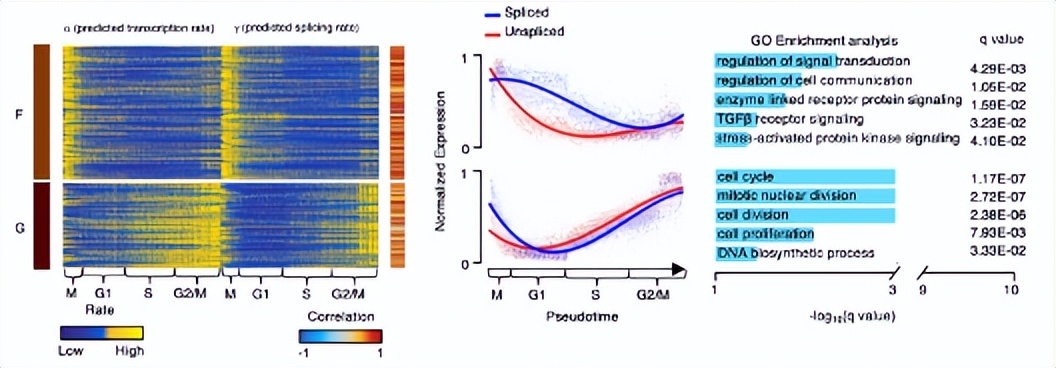 cellDancer—predict RNA Velocity and RNA kinetic rate at the single-cell level - iMedia