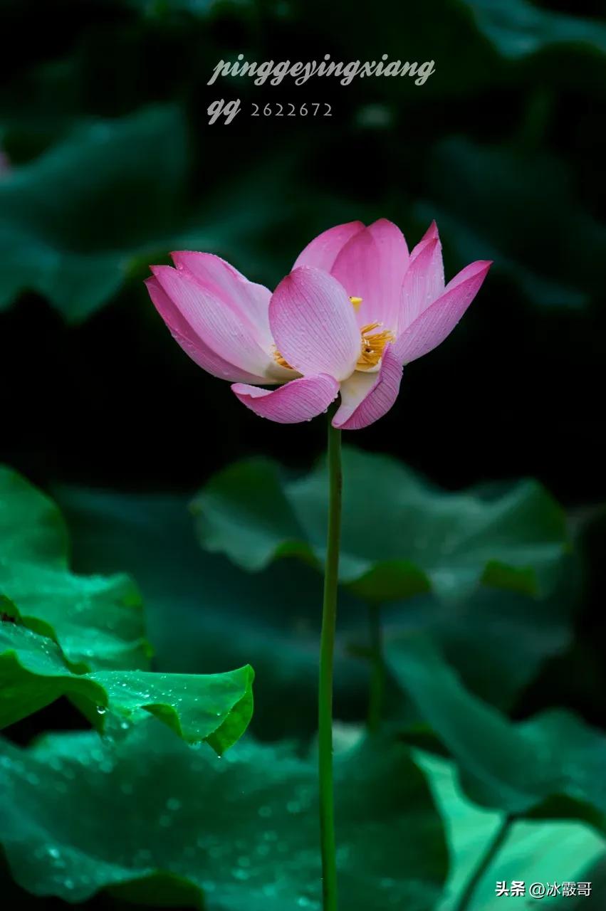 The 172nd day of copying "Su Shu". - iMedia