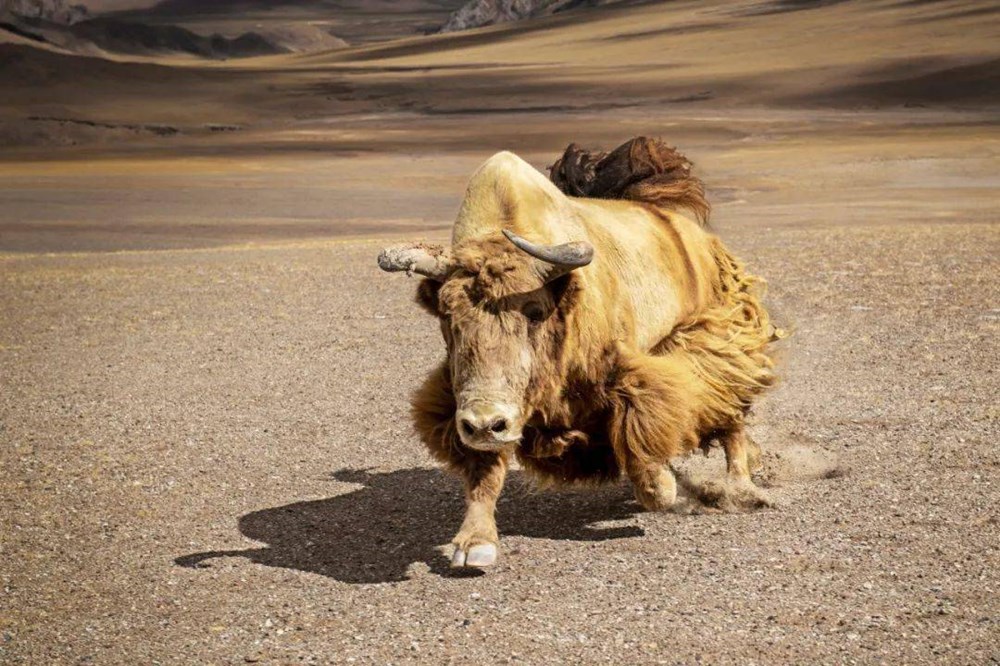 Wild yak with golden silk was found in Qiangtang, Tibet, lying in the ...