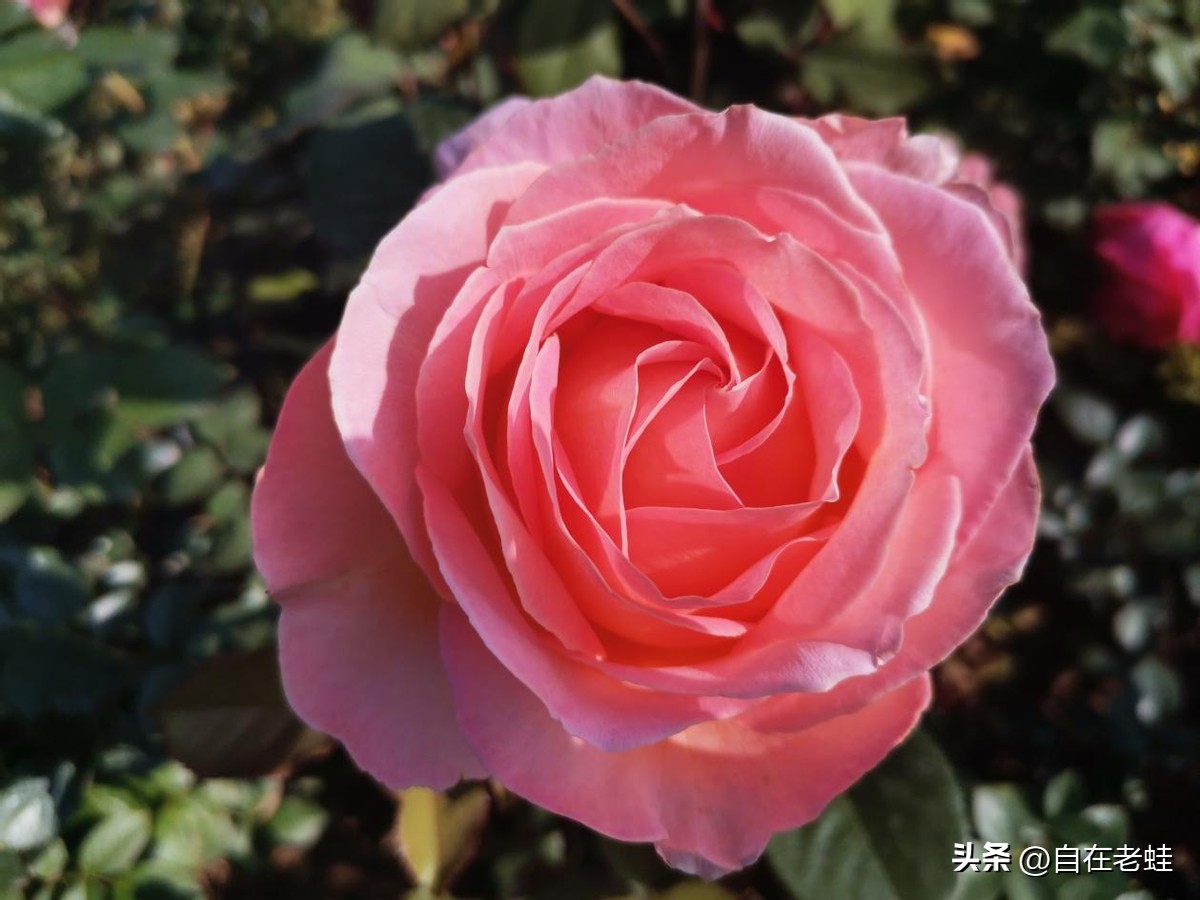 Classic Daily Lesson: Money is like dung, God closes a door for you and ...