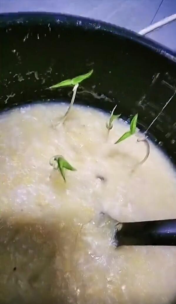 A woman boiled mung bean porridge a few years ago, and went back to her ...