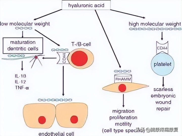 HA (hyaluronic acid) and wound healing - iNEWS