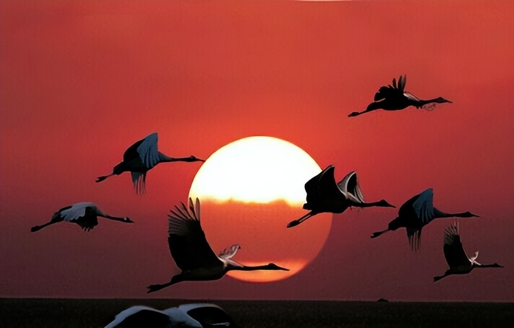 "A Thousand Cranes": The entanglement and love between Juzhi and a pair ...