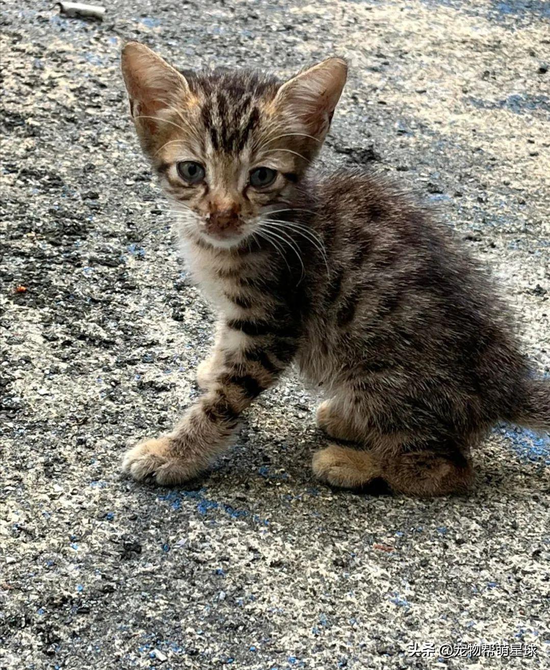 I met a thin cat mother and a milk cat outside the house, and the ...