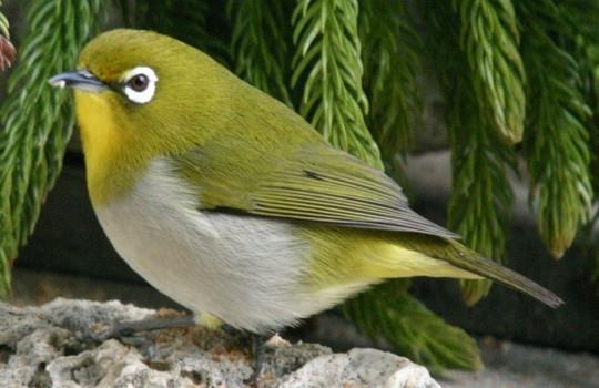 China's top ten famous birds - iMedia
