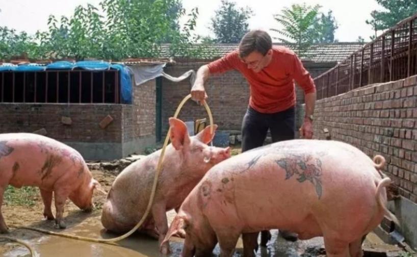 Man feeds pigs snacks and tattoos pigs. Chanel spends 700,000 to buy ...