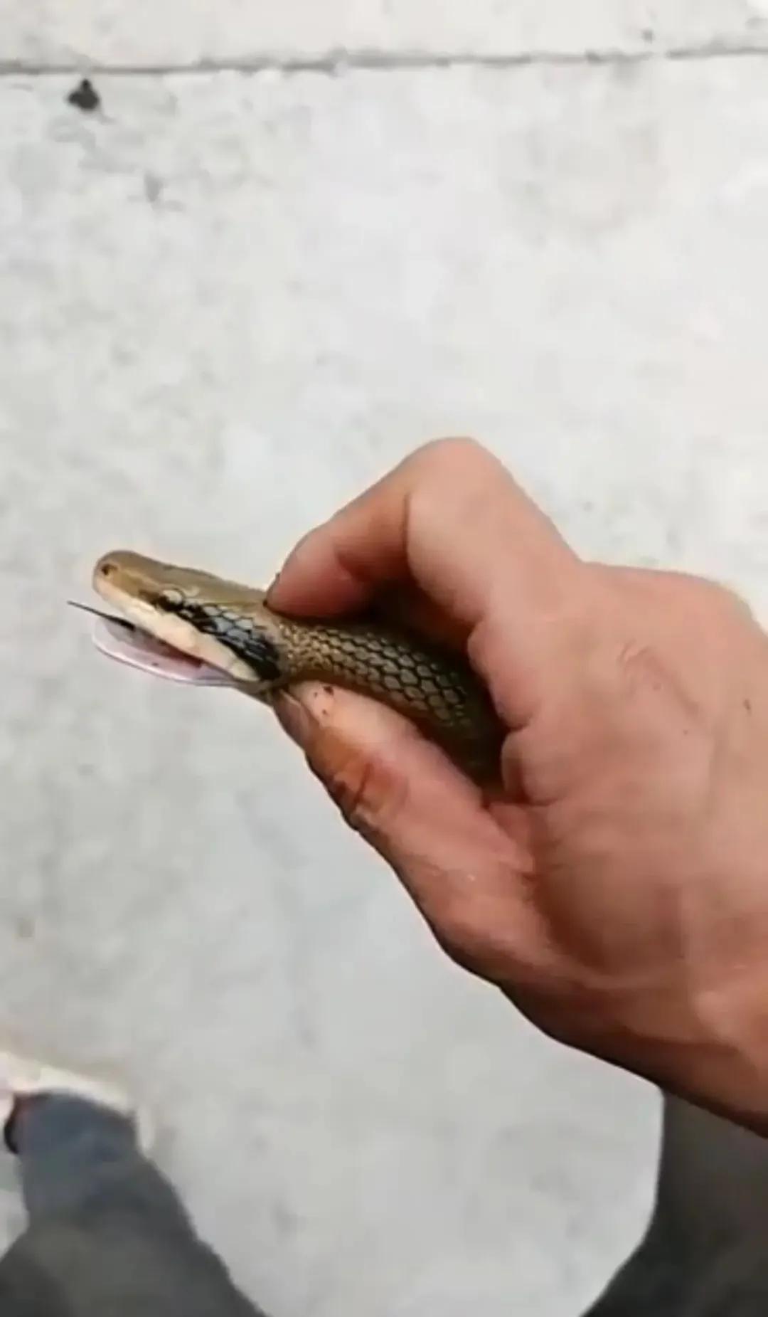 The snake's head was about to be pinched and exploded, how frightening ...