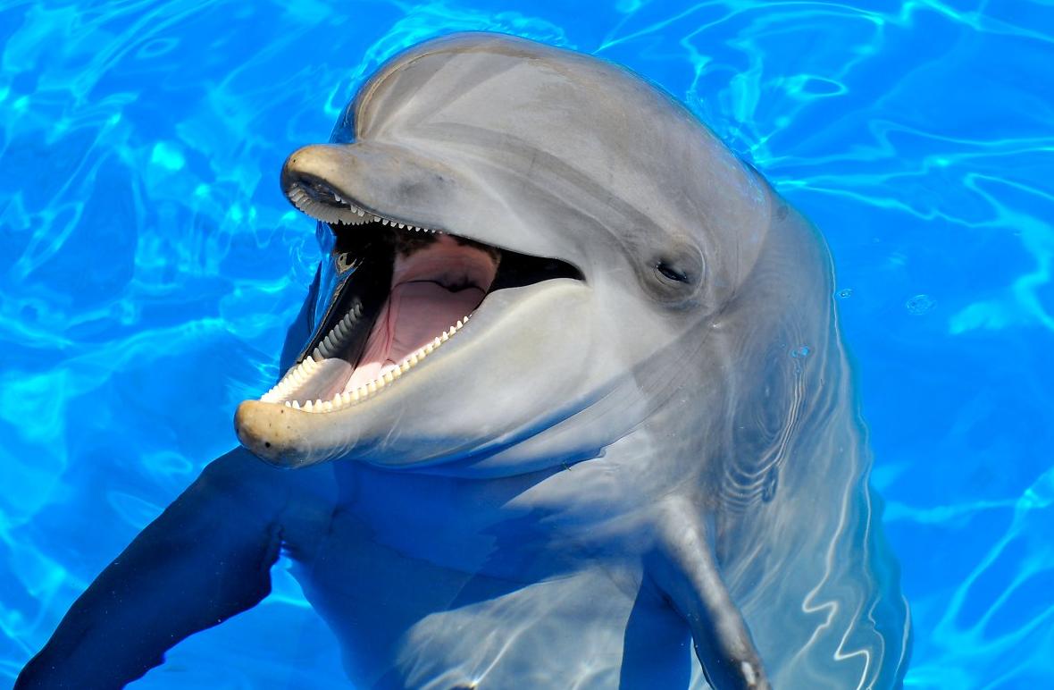 Why do dolphins save people? their intelligence, emotion and motivation ...