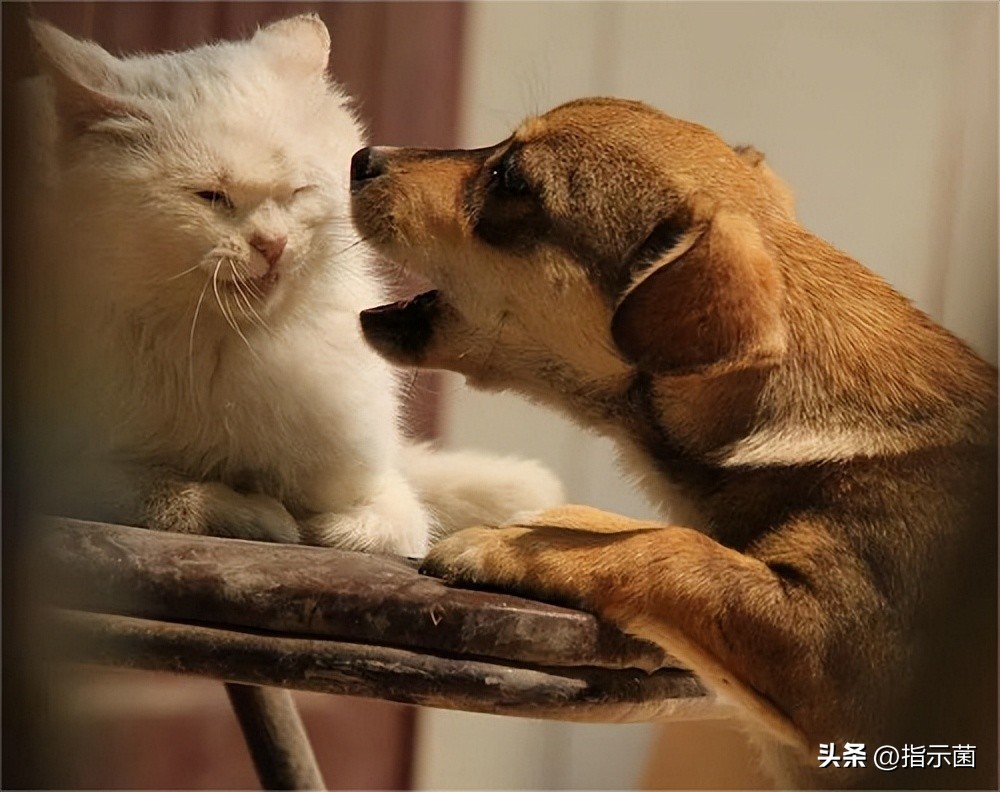 Pigs are poor, dogs are rich, cats are expensive?Which proverb about ...