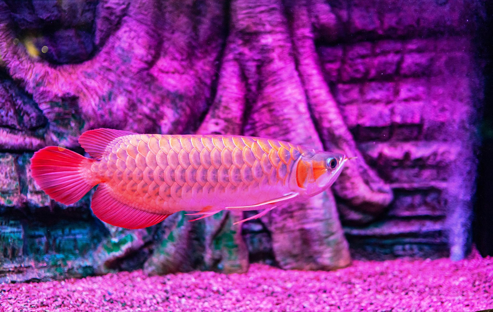 Look at the complexion of dragon fish scales! The charm of watching ...