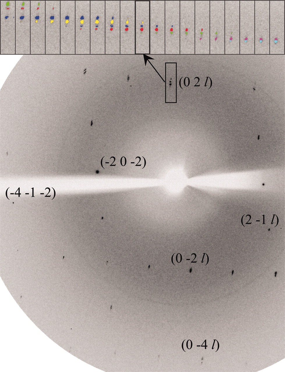 Structure of cholesterol helical ribbons and self-assembled biosprings ...
