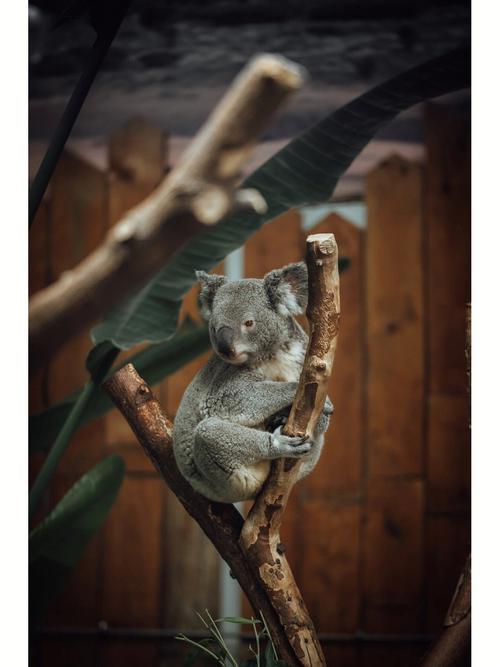 Why are koalas so lazy and always sleeping? - iNEWS