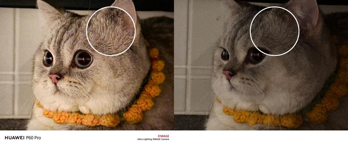 Huawei P60 Pro: Pet Artifact Easily Record Beautiful Memories - iMedia