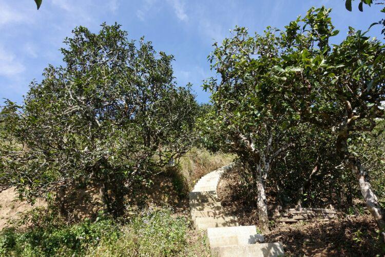 Eighteen Villages of Mengku - Baka Ancient Tree Pu'er Tea - iNEWS