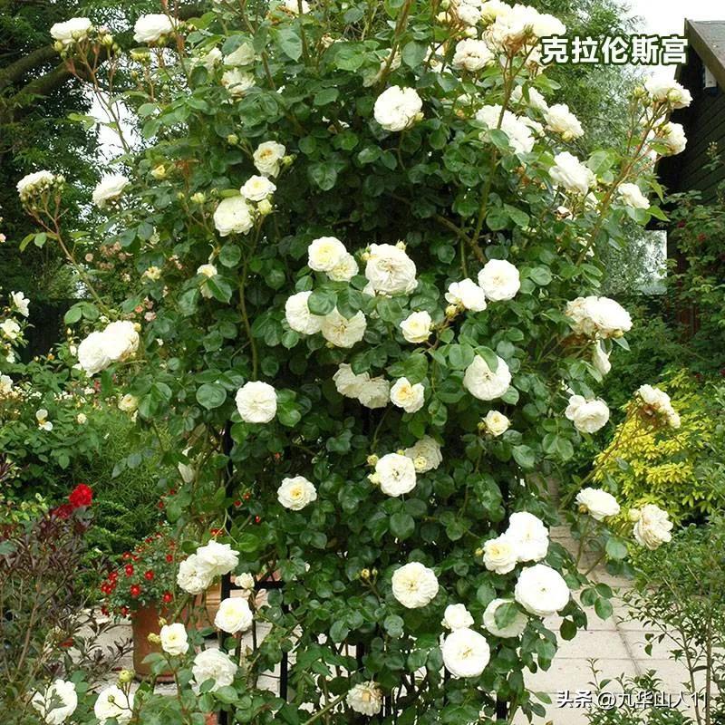 List of common vine rose varieties (Zhongda) (14) - iNEWS