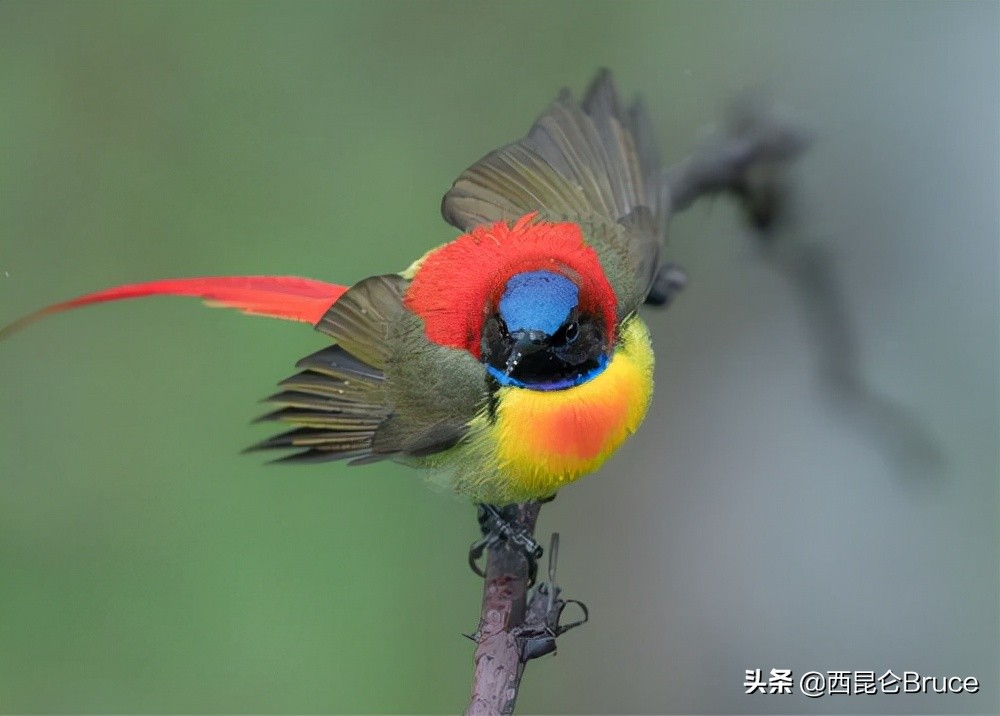 "Face-changing bird" appeared in Hubei!The nine-headed bird changes its ...