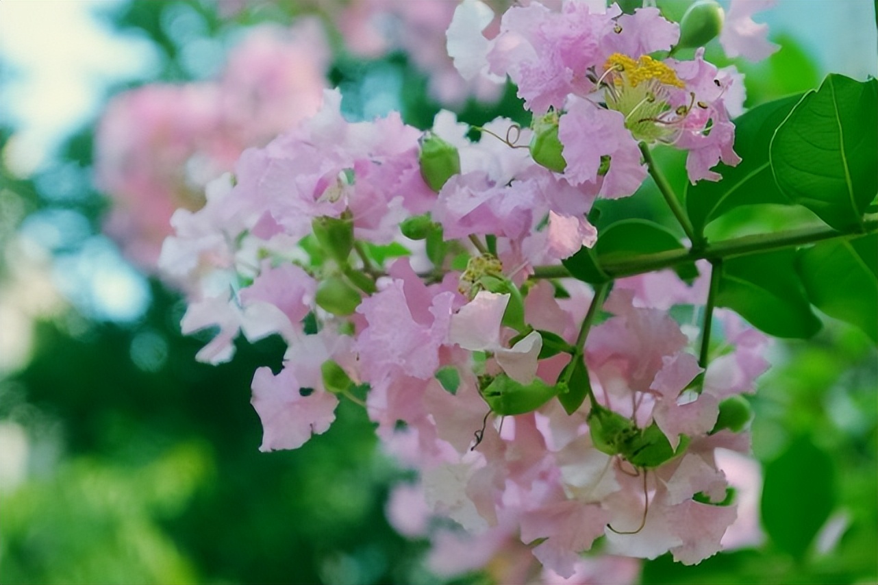 These constellations are mild-tempered, kind and quiet, and have a ...