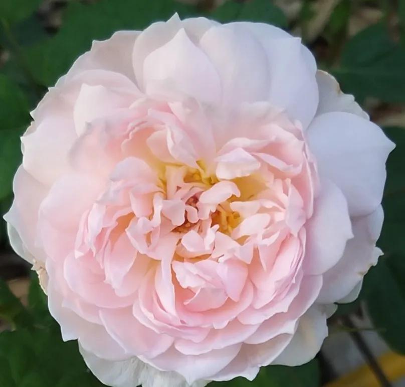 Sharifa Asma - iMedia