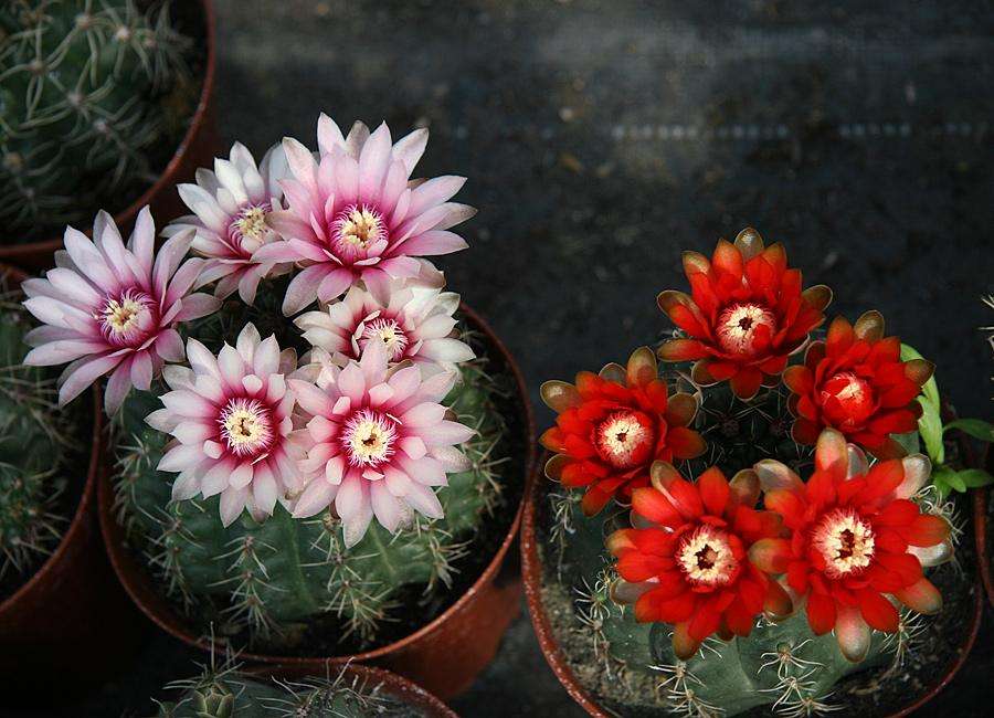 8 types of flowering cactus, beautiful and easy to maintain, the ...
