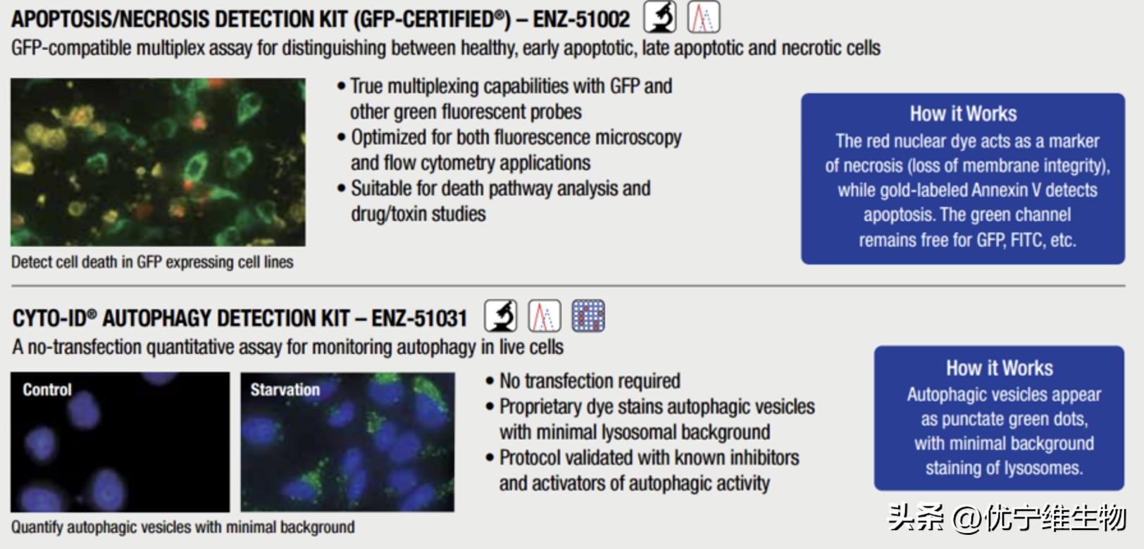 Analysis and visualization of apoptosis, autophagy, aging process - iNEWS