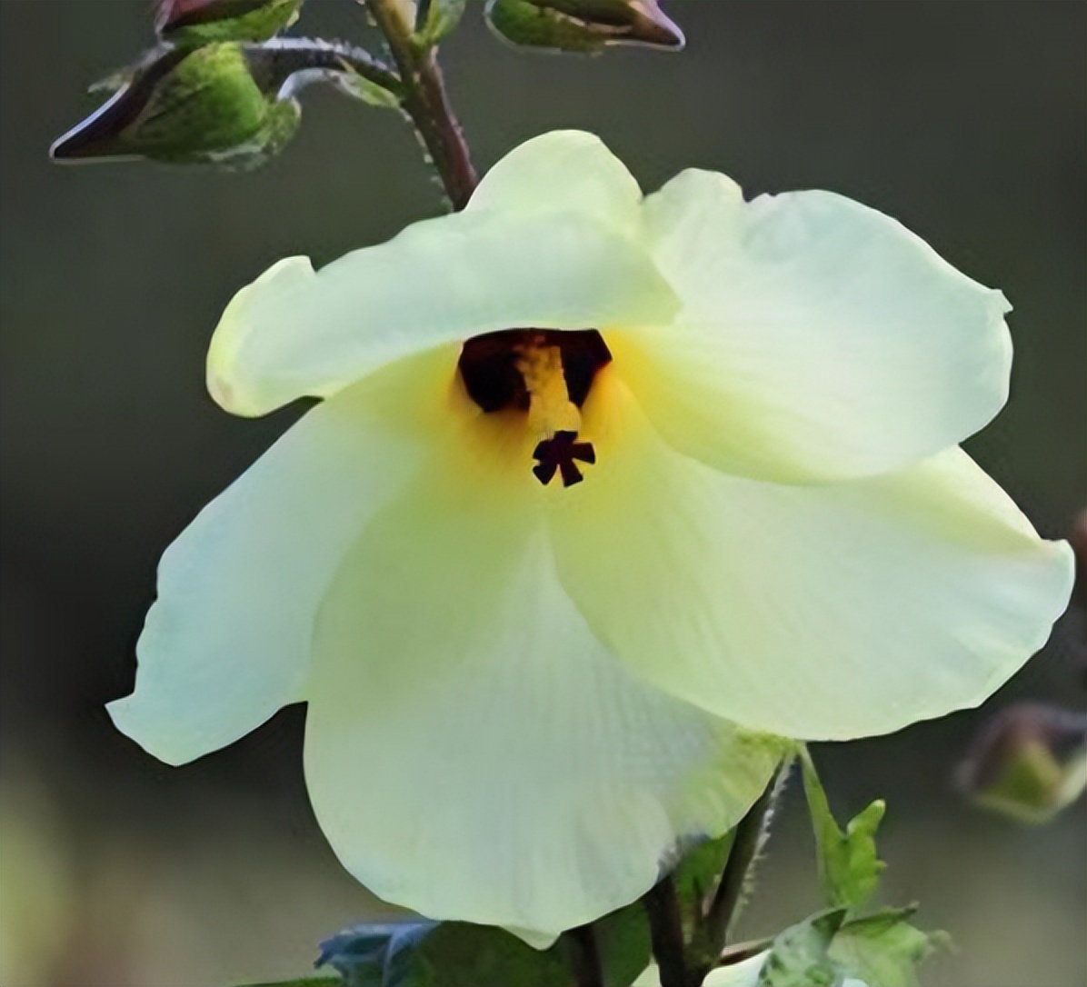 Take you to identify the hollyhock flower - iNEWS
