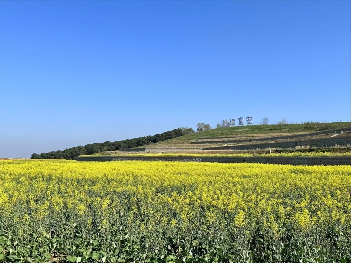 Wuxi Binhu: Huwan Township ushers in a sea of colorful terraced fields ...