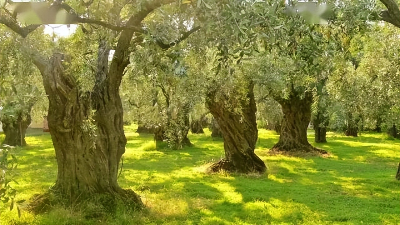 How did the olive groves and olive oil trade in ancient Rome affect ...
