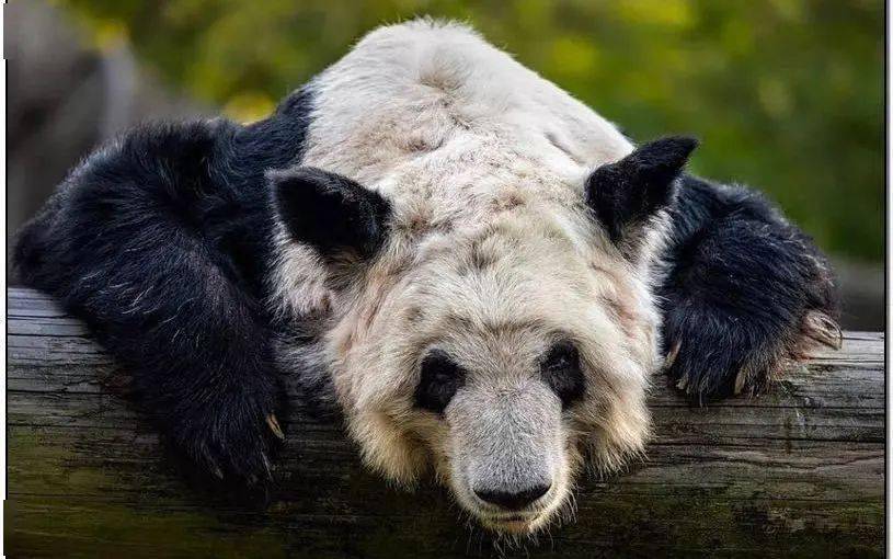 After 21 years, the giant panda Yaya is skinny and finally returned to ...
