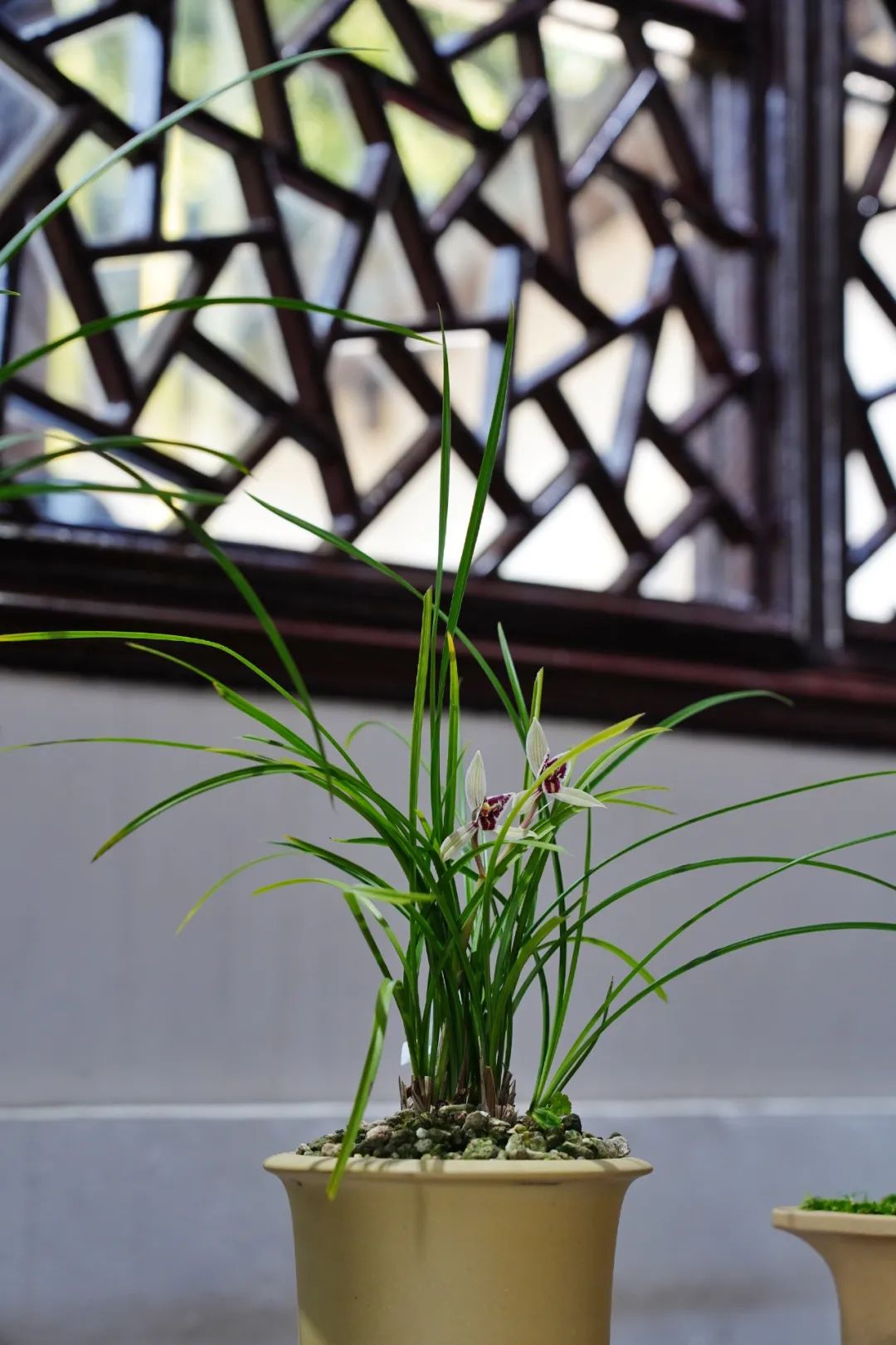 Chinese orchids in early spring - iMedia