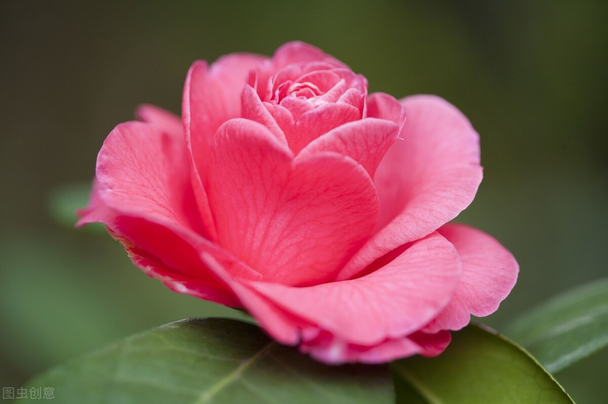 One flower, one world, 100 beautiful flower pictures, breathtakingly ...