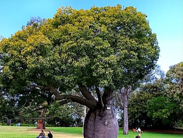 The Bottle Tree: A Miracle of Nature - iNEWS