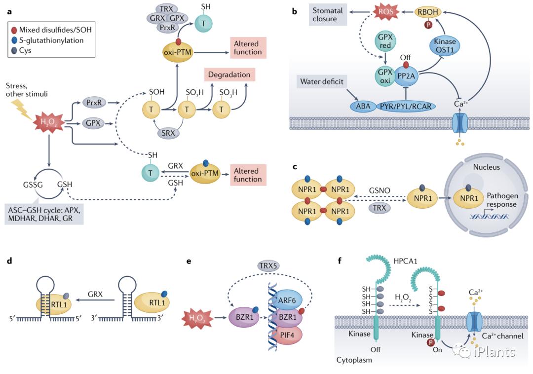 "Nature review"Research progress on ROS signaling in plant stress ...