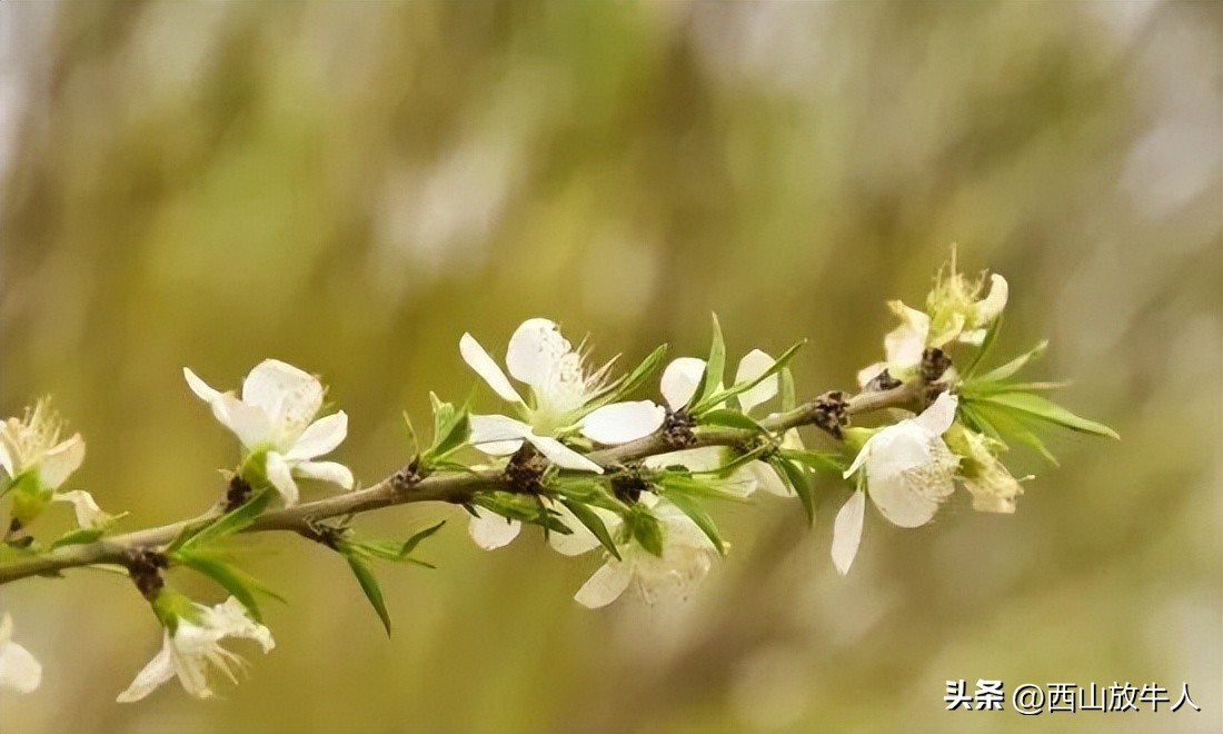 Yu Hua: How do I write? - iNEWS