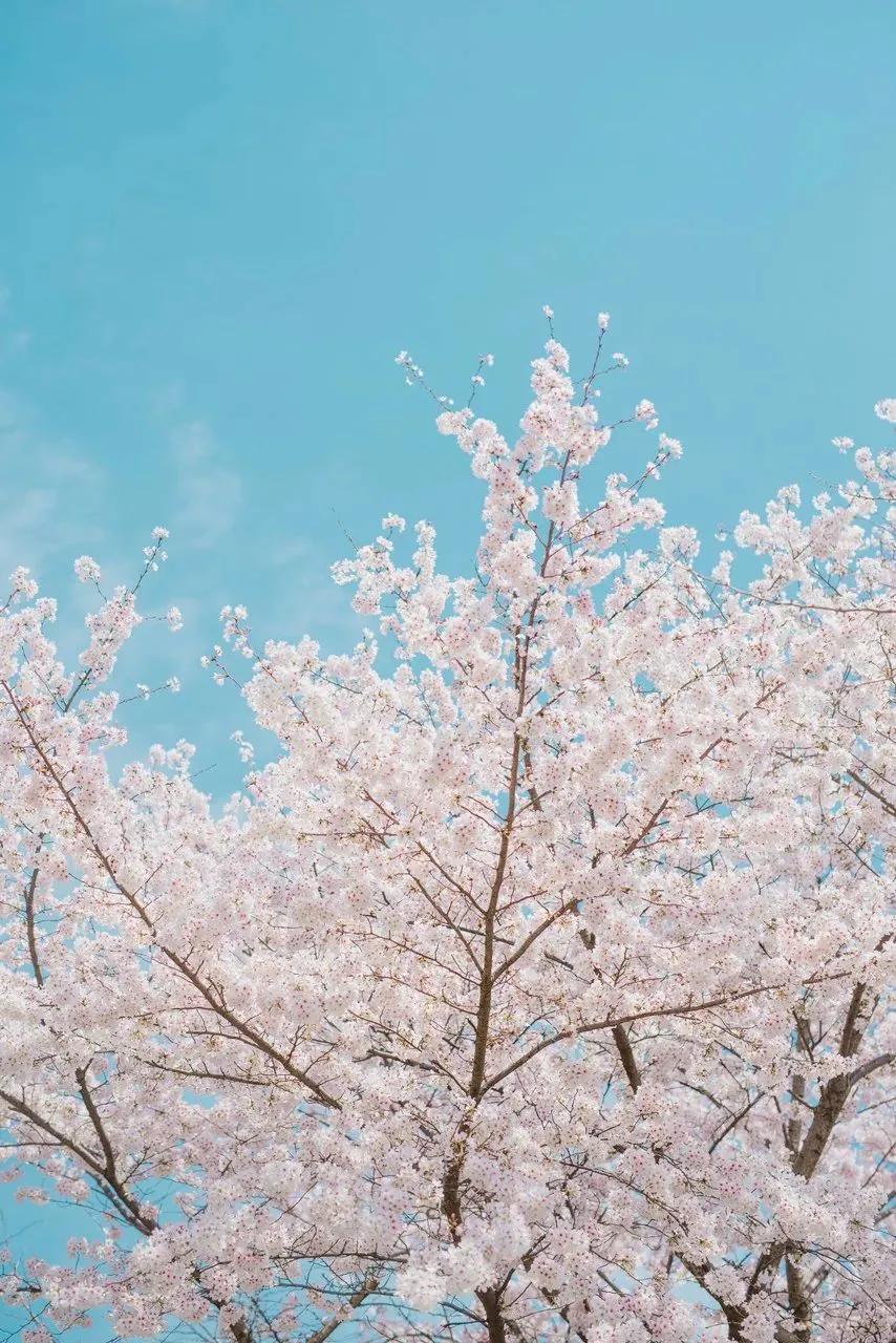 The 4 most beautiful cherry blossom viewing spots in spring, with your ...