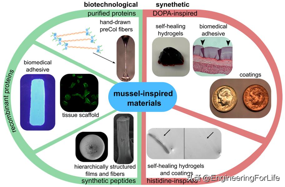 Chemical Reviews: Biomaterials Processing: Proven Tips for Sustainable ...