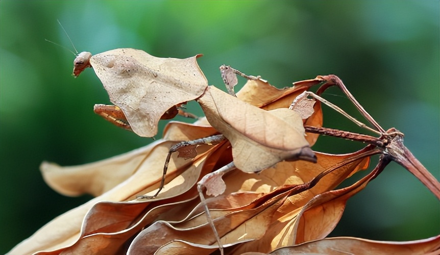 The master of camouflage hidden in the depths of the rainforest: the ...