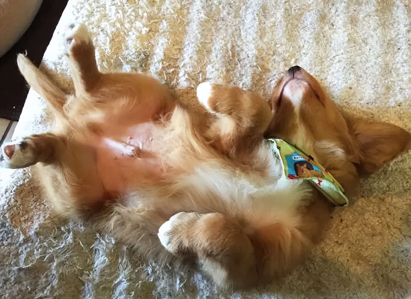 Dogs won't say "I'm sorry", but these behaviors are "apologizing" to ...