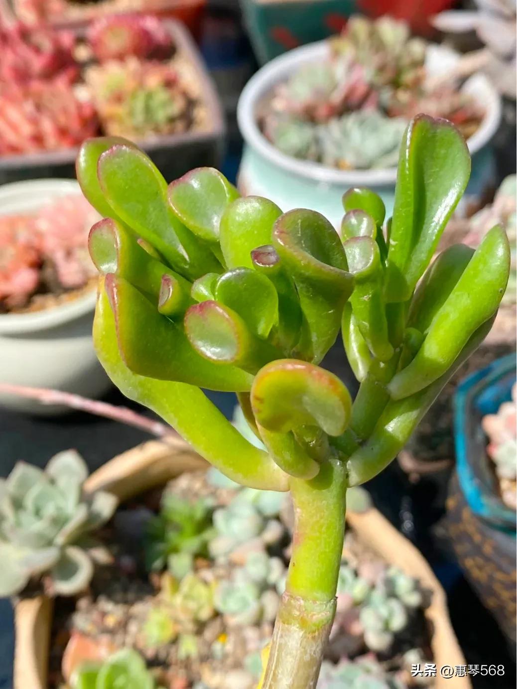 spring money tree - iNEWS