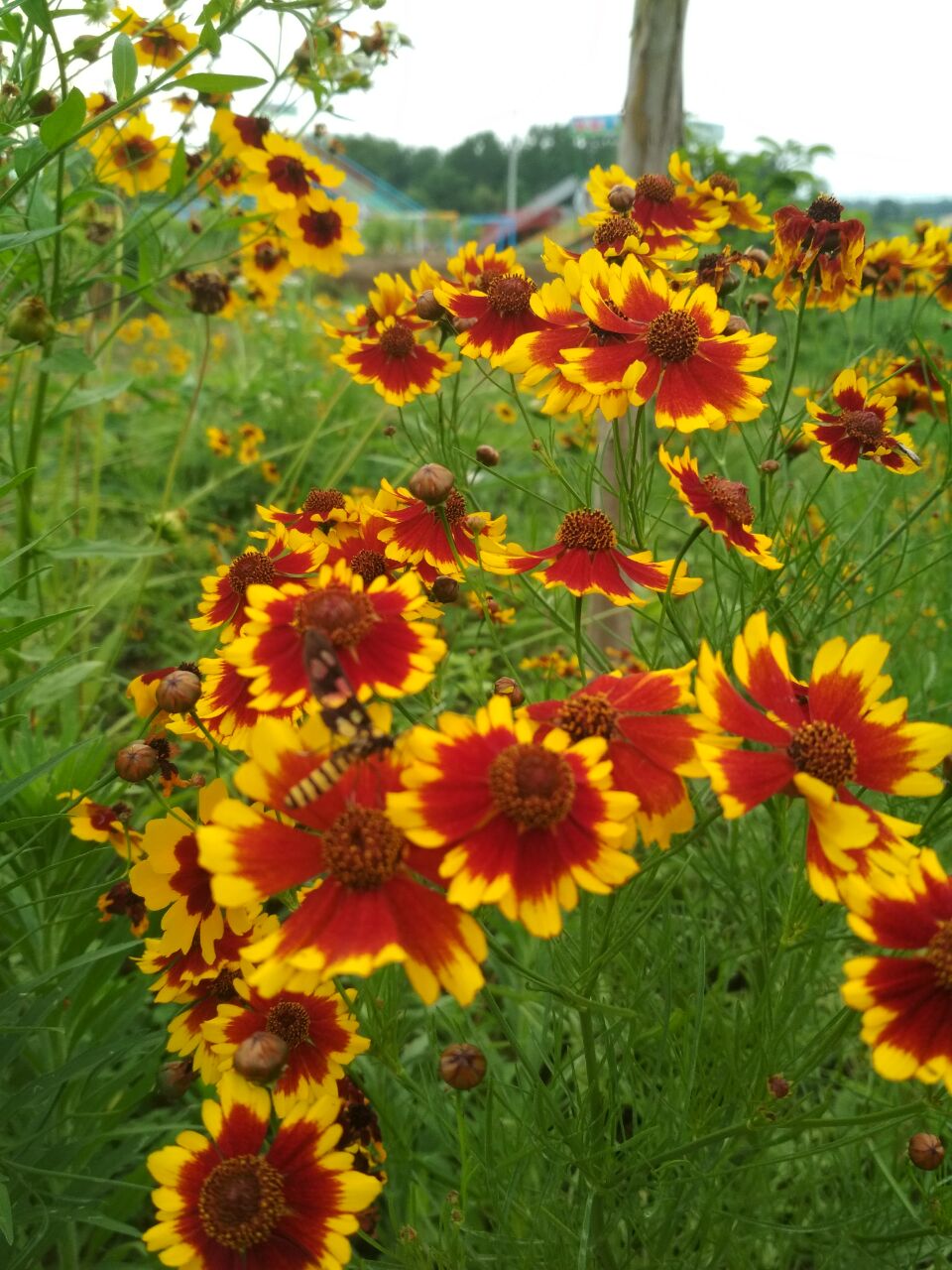 Nanshan Hundred Flowers Couplet (Part 1) - iNEWS