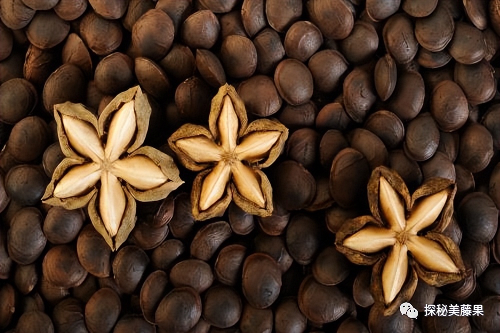 Amazon Gem!Sacha inchi production will be improved with innovative Peruvian technology - iNEWS