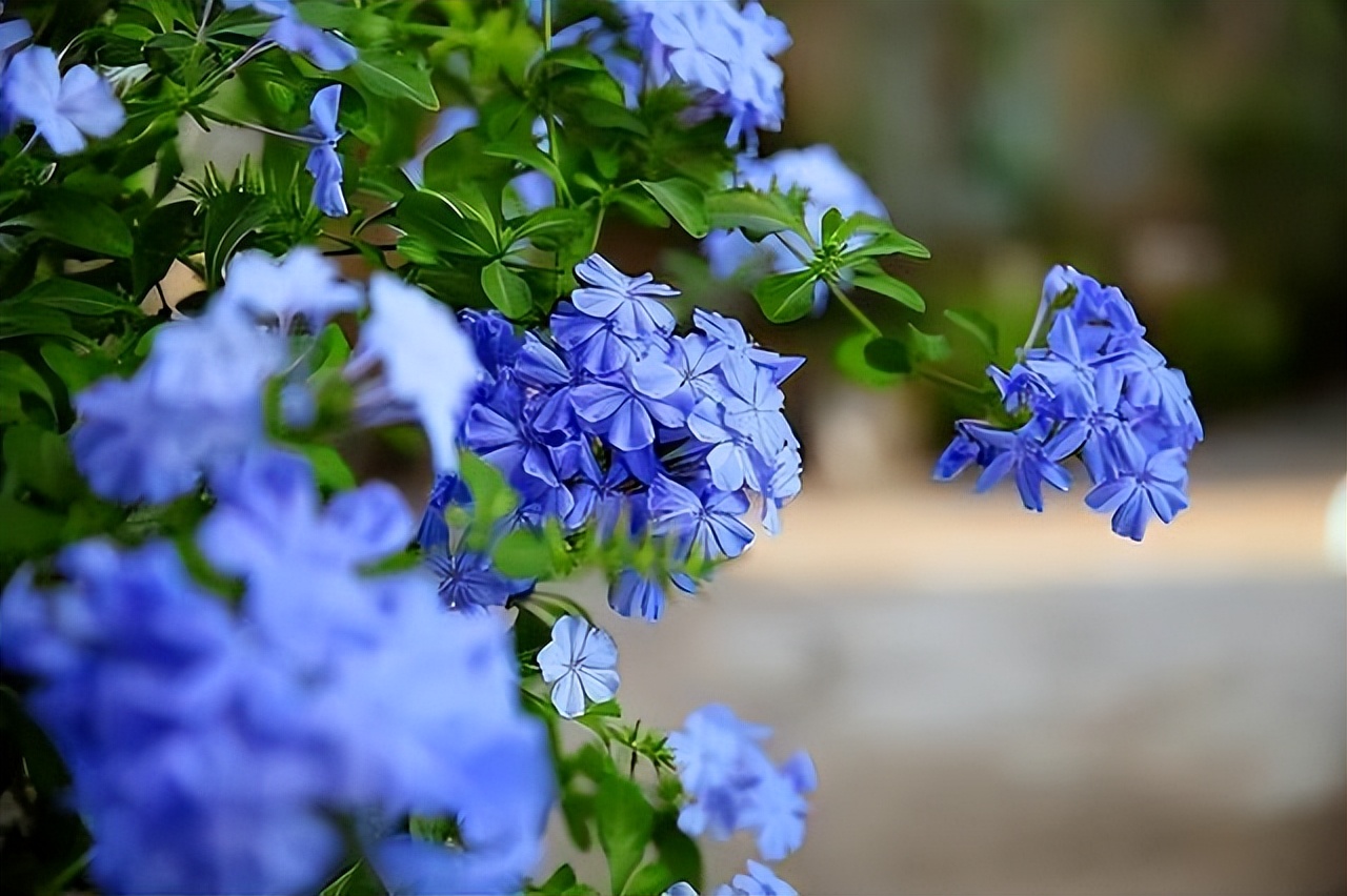 There is another scam in the flower market, and it is easy for veteran ...