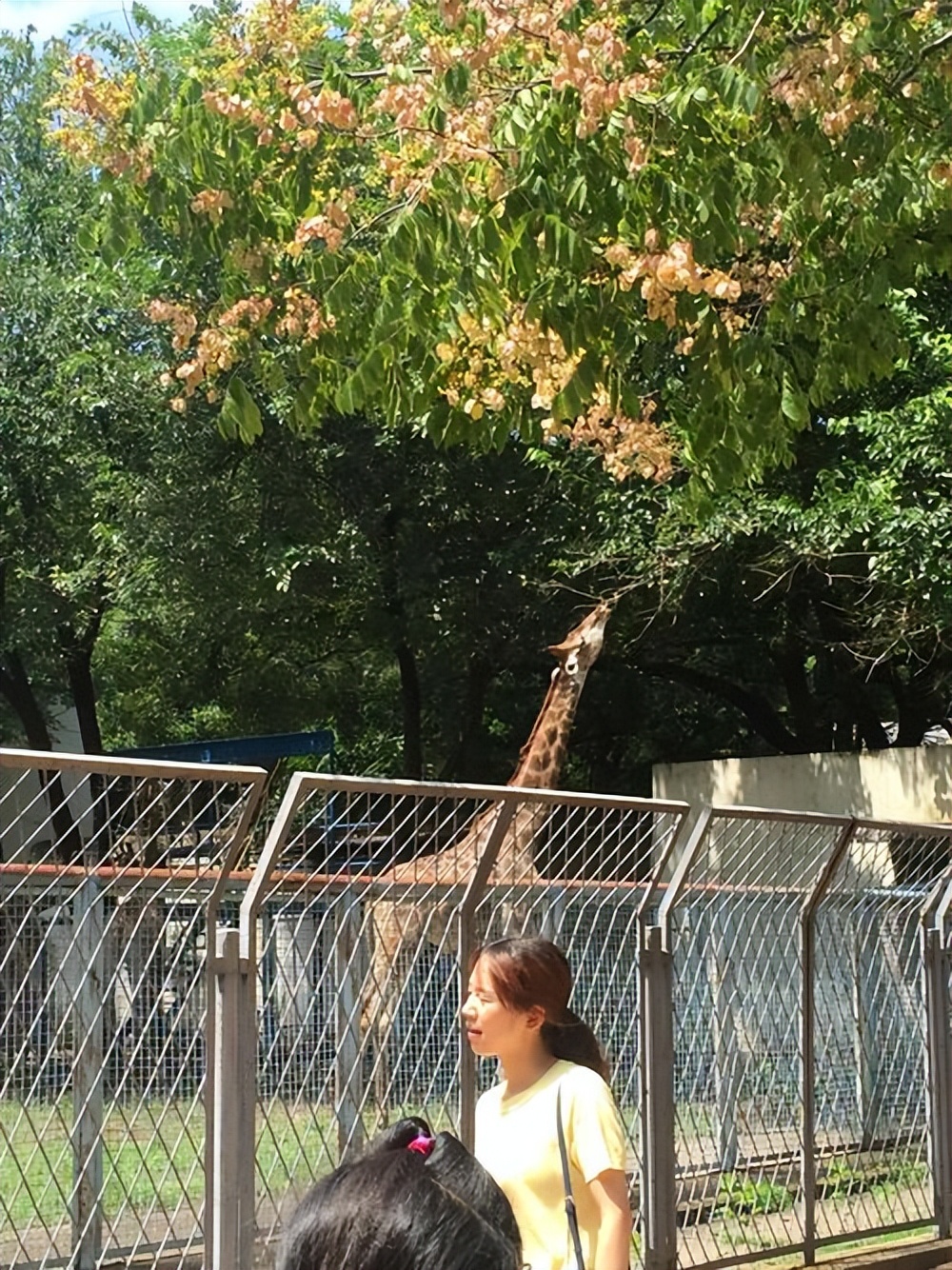 The tour guide in Suzhou took his daughter to play in the zoo. It was a ...
