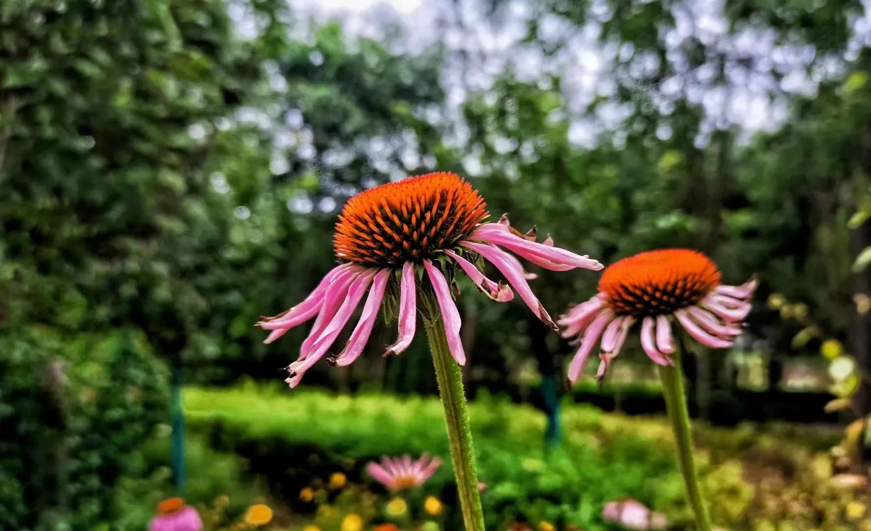 Meng Jun's Poems: A Note on the Style of Late Summer · Twenty Poems - iNEWS